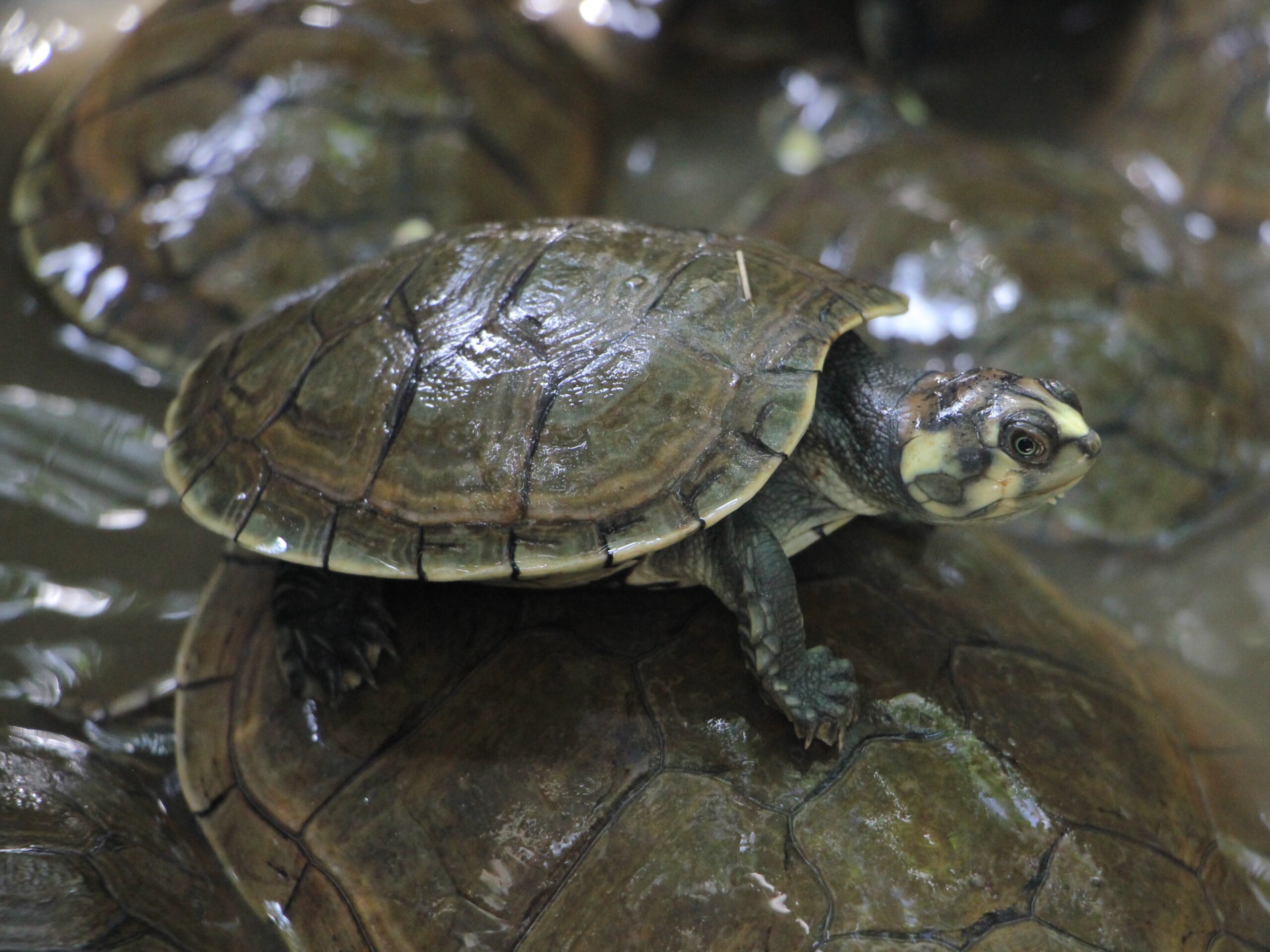 400 tortugas liberadas en el estero El Mangón, Reserva la Esperanza ...