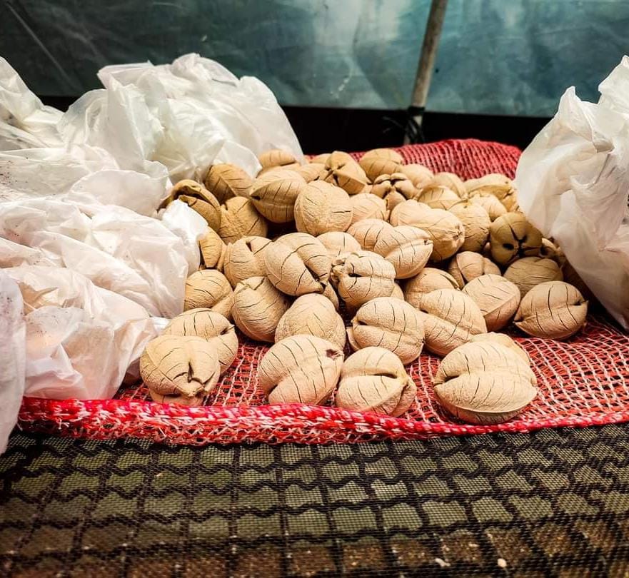 Este viernes se lanza la cadena productiva de cacay en el Meta ...