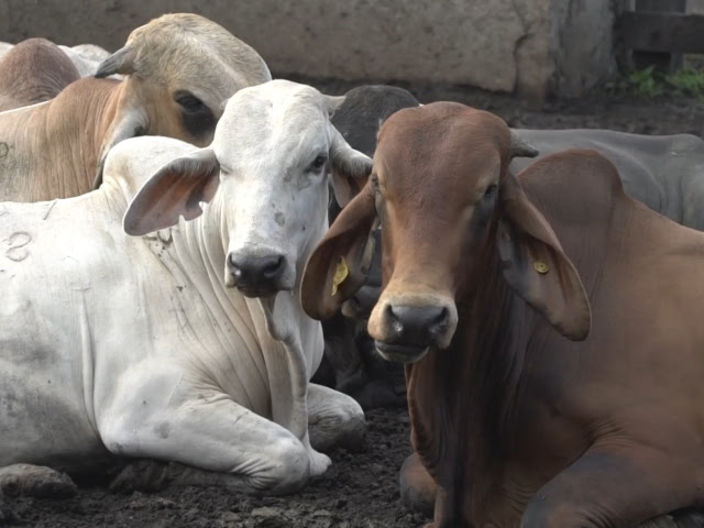 Colombia podrá exportar nuevamente semen bovino a Costa Rica – Noticias en Línea