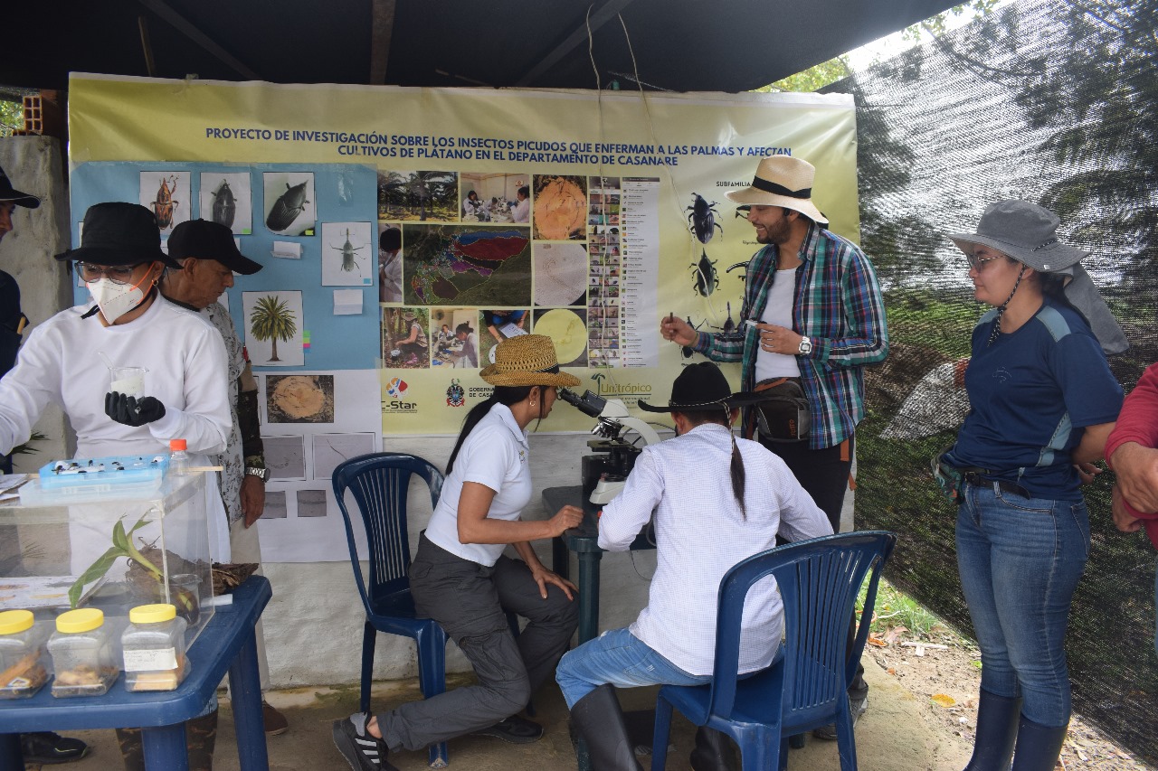 Casanare lidera la investigación sobre insectos picudos en Cultivos de ...